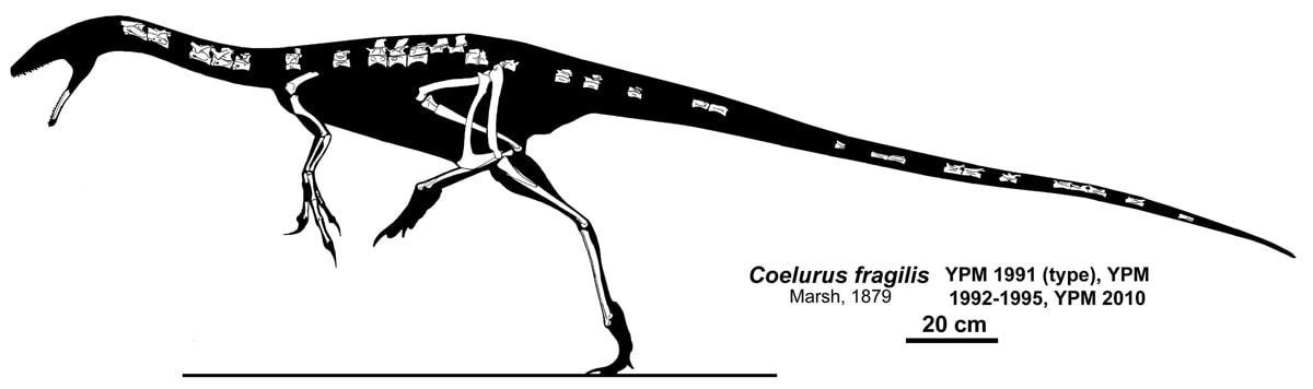 Coelurus | urzeittiere.net