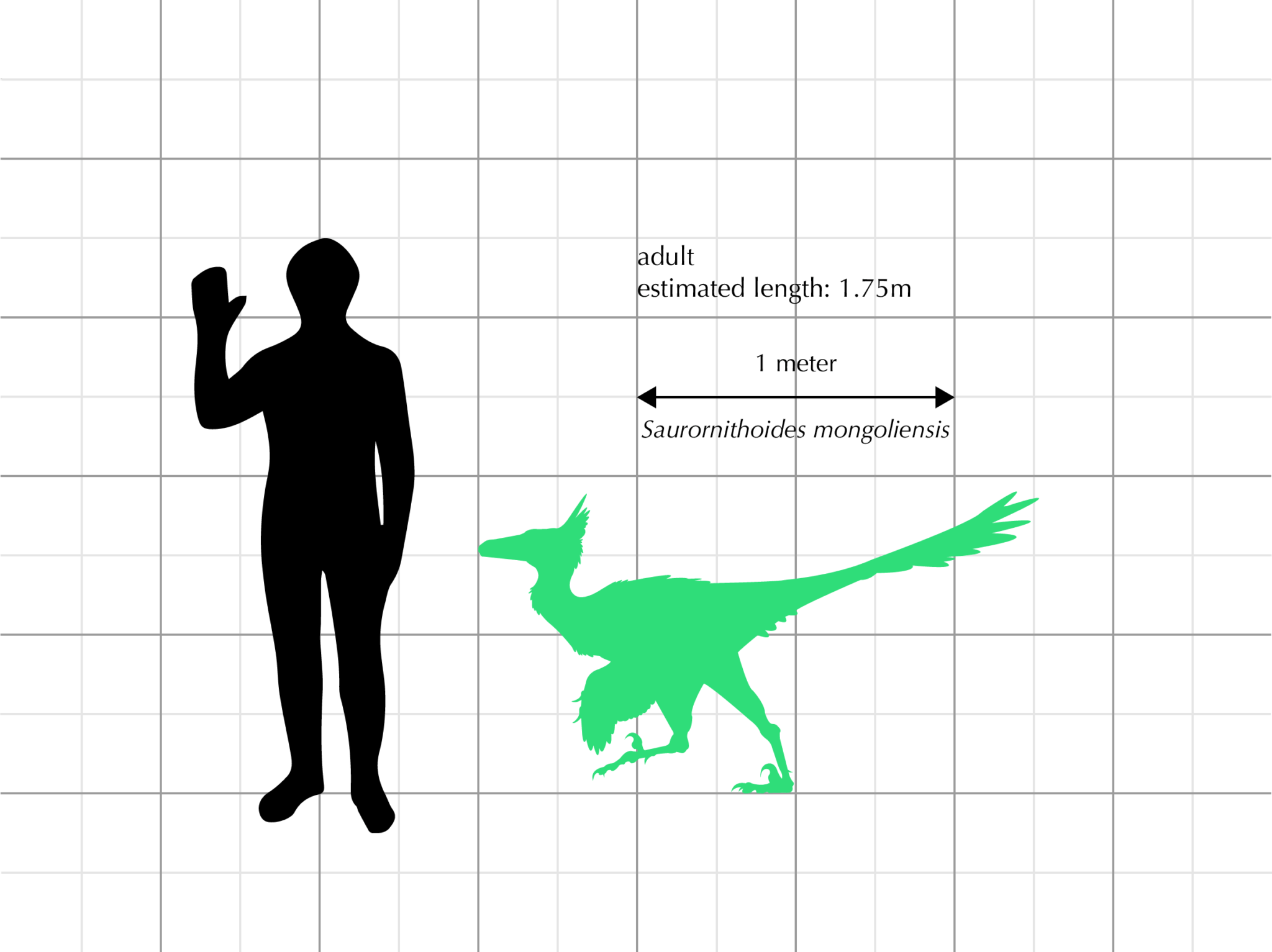 Saurornithoides | urzeittiere.net