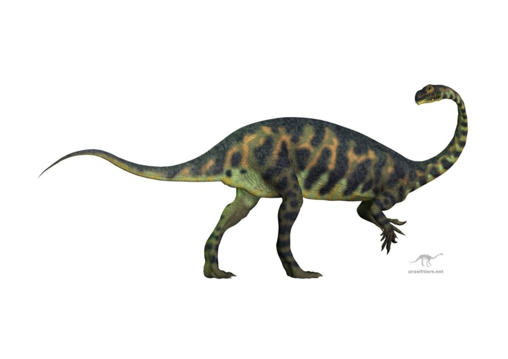 Elliot Formation | urzeittiere.net