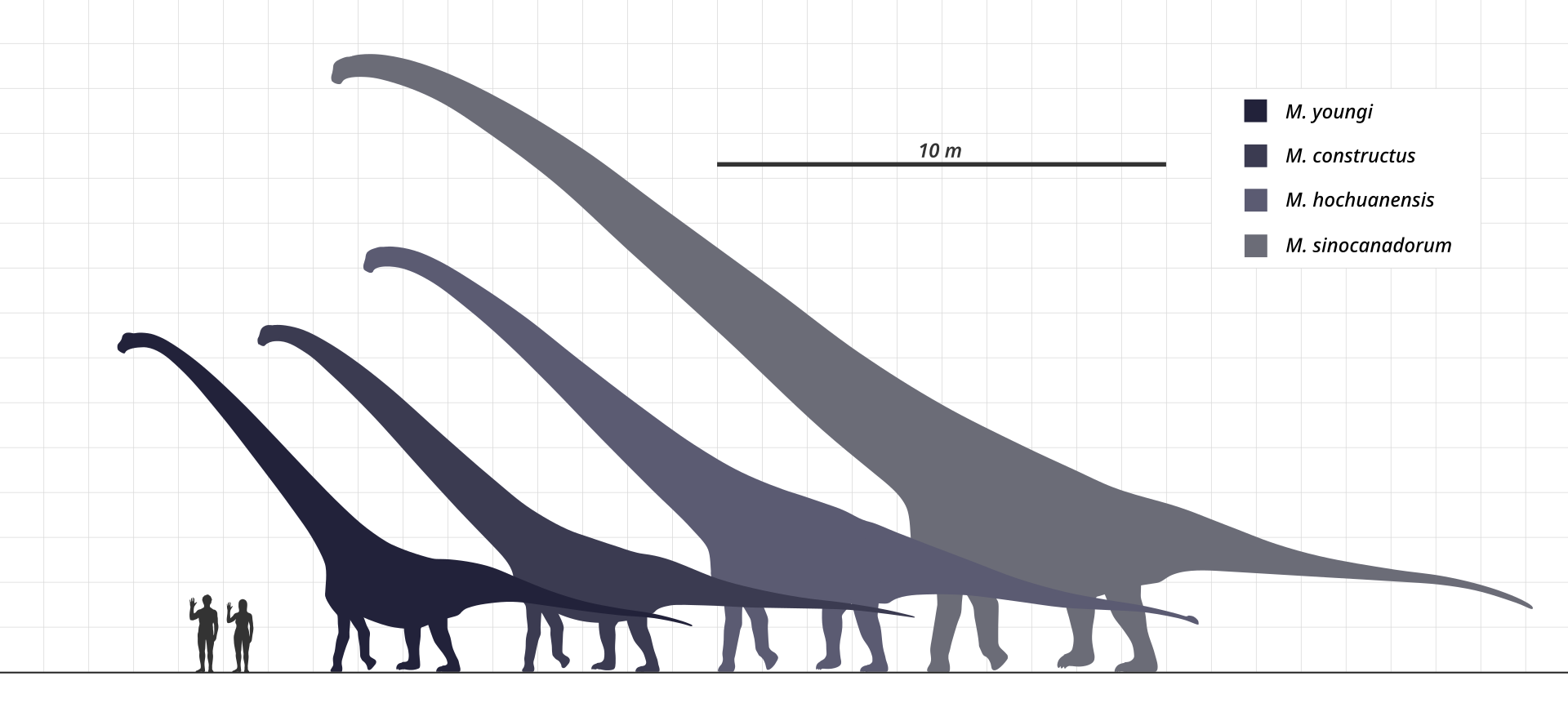 Mamenchisaurus | urzeittiere.net